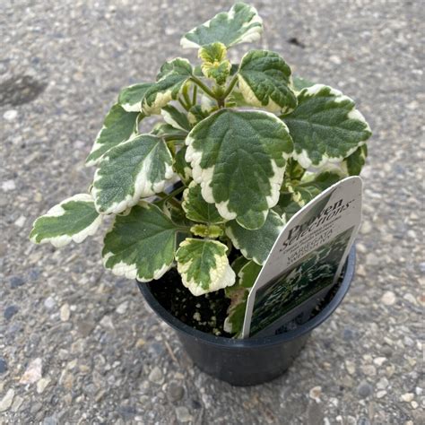 Swedish Ivy Anything Grows