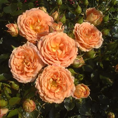 Absent Friends – The Garden Rose Company