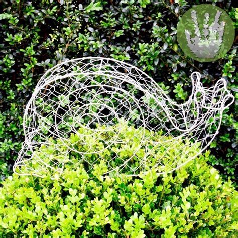 Buxus Microphylla Rococo ∅3040cm