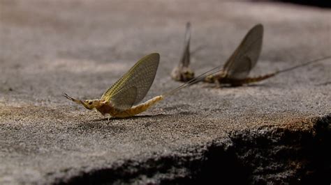 The Mayflies Are Coming
