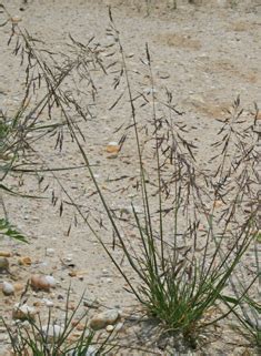 Grasses Shingle And Saltmarsh