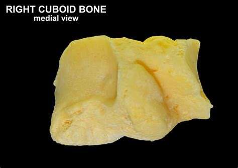 Cuboid Clinical Anatomy