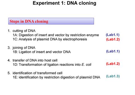 Exp 1 Prelab 1 Pre Lab Of Experiment 1 1 Cutting Of DNA 1A Digestion Of Insert And Vector