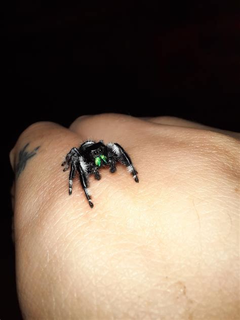 Does Anyone Know Why My Male Phidippus Regius Mature But So Small I