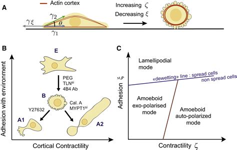 Confinement And Low Adhesion Induce Fast Amoeboid Migration Of Slow