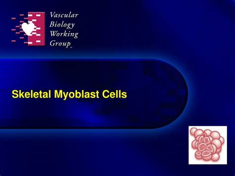 Ppt Skeletal Myoblast Cells Powerpoint Presentation Free Download