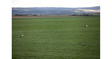 Охлаждане на пазара на земеделска земя Видео Български Фермер