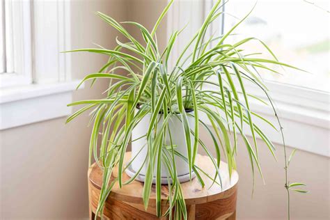 How To Grow And Care For Spider Plant