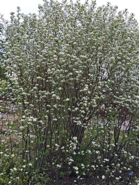 Shrub Aronia Arbutifolia Red Chokeberry New In 2025