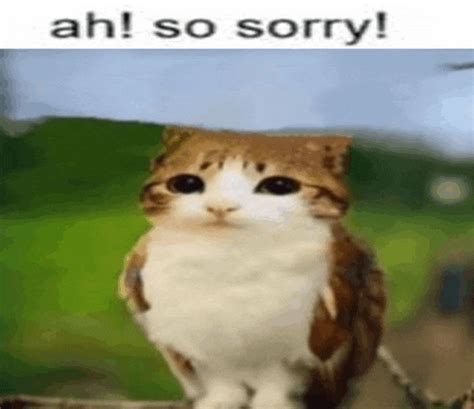 Meowl Cat Meme Meowl Cat Owl Discover And Share S