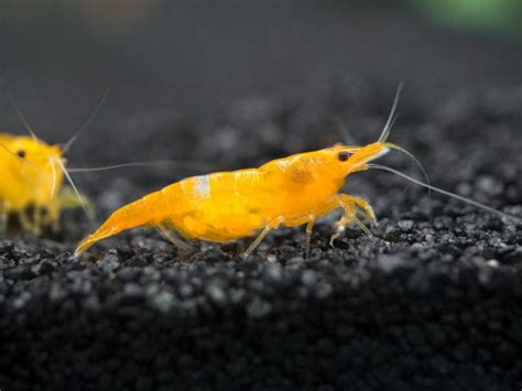 Orange Sakura Shrimp Aquatic Arts The Well
