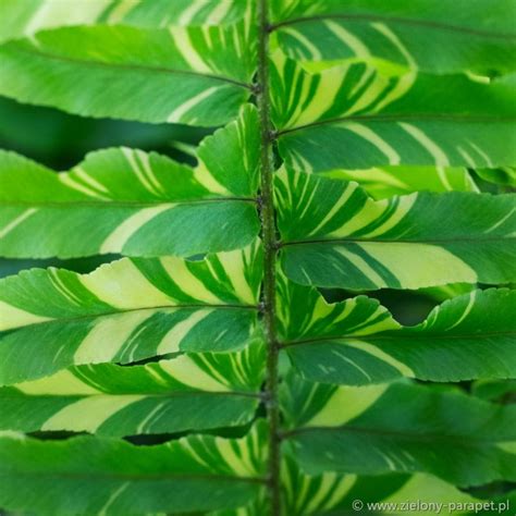 Nephrolepis 'Tiger' Nefrolepsis wyniosły| Zielony-parapet