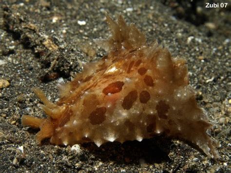 Dolabella Junglekeyfr Image