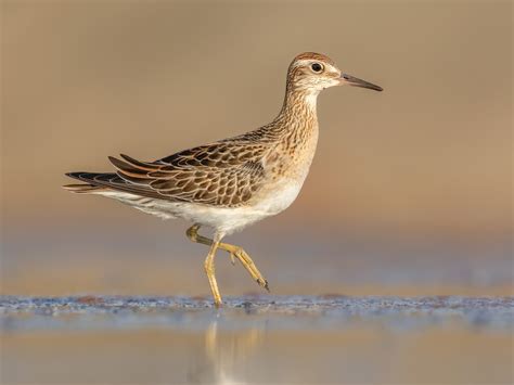 Sharp Tailed Sandpiper Calidris Acuminata Birds Of The World