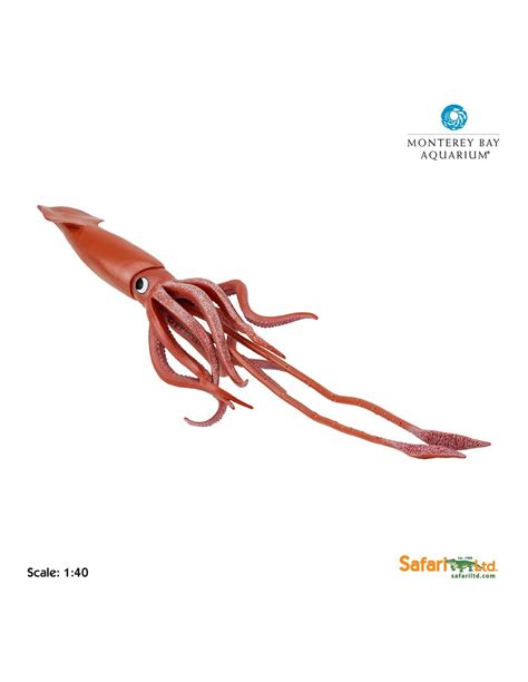 Tout Savoir Sur Le Calmar Géant Le Monstre Marin Qui A Inspiré Le Kraken