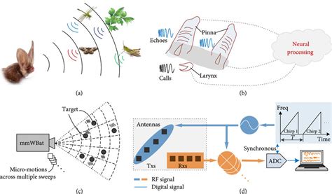 overall comparison of the echolocating bat and the mmwbat a download scientific diagram