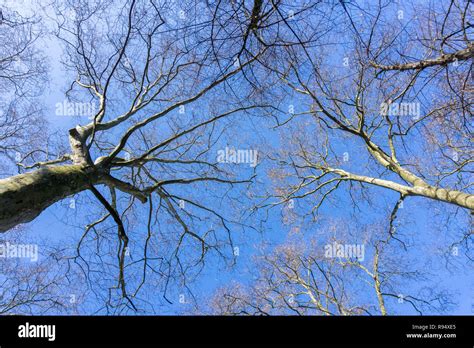 Branches Tree Winter Without Leaves High Resolution Stock Photography And Images Alamy