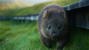 Hva Finnes På King Island Utenfor Tasmania