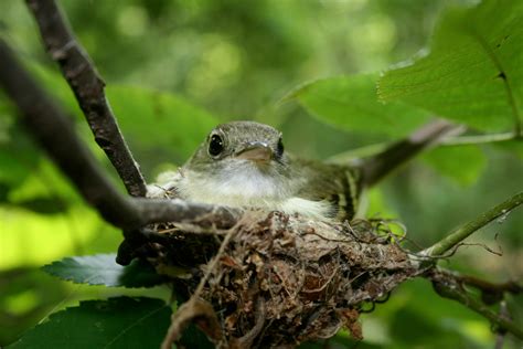 Acadian Flycatcher Nest