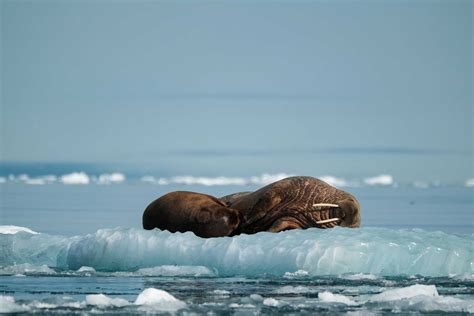 No I Am The Walrus 10 Whimsical Facts About Walruses