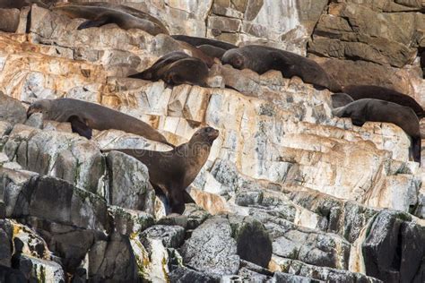 Australian Fur Seals Sunbathing At The Friars Near Bruny Island Stock