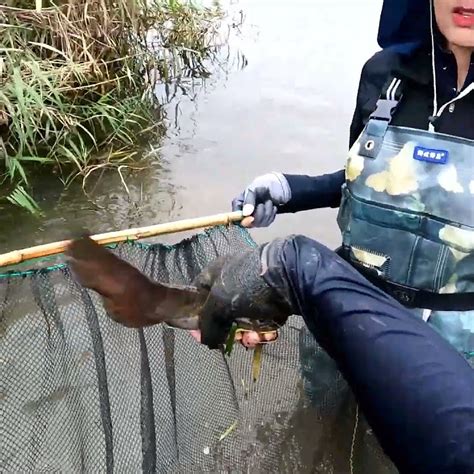 밟아서 잡은메기 Youtube