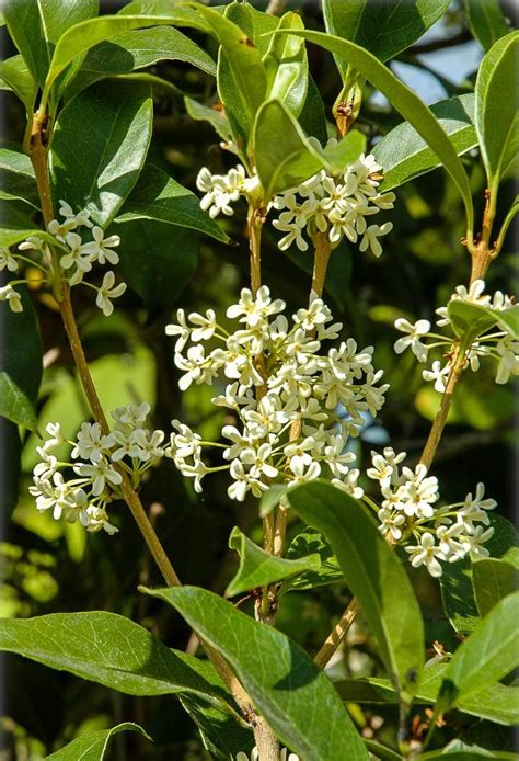 Osmanthus Fragrans Süße Duftblüte Flora Toskana