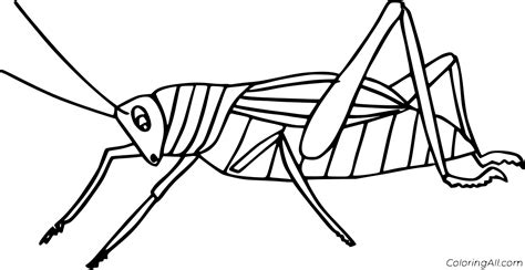 Easy Grasshopper Jumping Coloring Page Coloring Pages Coloring Cool