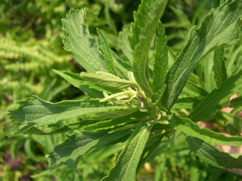 wild dagga first time grow - The Ethnobotanical Garden - Shroomery ...