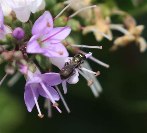 Tiny Small Carpenter Native Here Nursery