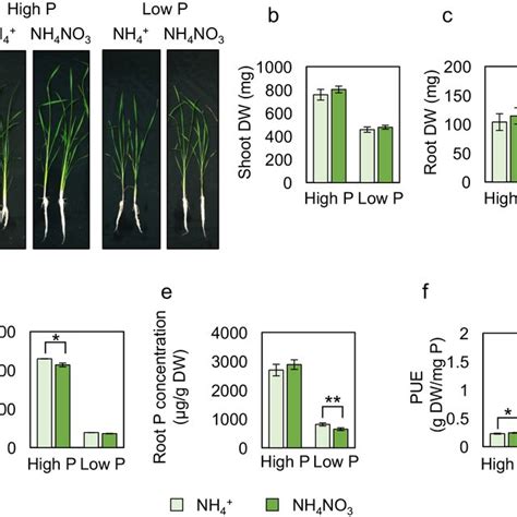 Effect Of Different N Sources On Biomass Production And Internal P Use