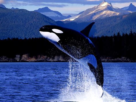 60 Whale Wallpapers Hd Download Free Backgrounds