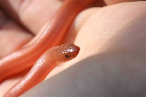 Rubber Boa Care Sheet An Owners Guide To All Needs And Faqs