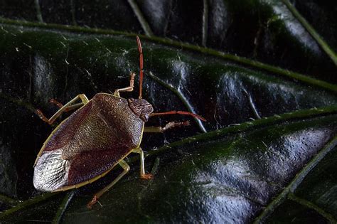 Royalty Free Shield Bug Photos Pikist