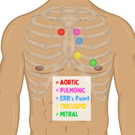 Renal Bruit Auscultation Location Abdominal Aorta Abdomen Inspect
