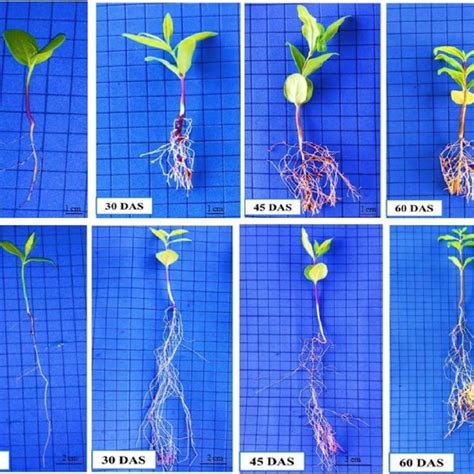 A And B General Characteristics Of Allamanda Puberula Flower And C