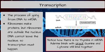 Protein Synthesis PowerPoint Slides By Sandra Garza TPT