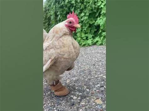Pollo Con Botas Sorprende A Miles Y Conmueve En Las Redes Sociales