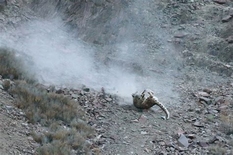 A View To A Kill Snow Leopard Trust