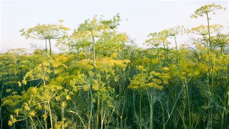 How To Harvest Parsnips Tips From An Experienced Grower Homes And