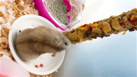 햄스터간식먹는중 Youtube