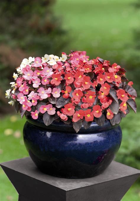 Купить семена Benary: Бегонию вечноцветущую Begonia semperflorens ...
