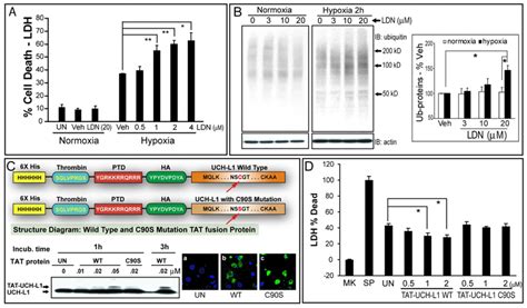 Effect Of Uch L1 Activity On Hypoxic Neuronal Cell Death And Ub Protein