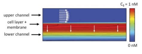 The Growth Of Computational Simulations To Support Organ On Chip Development AIC CCMB