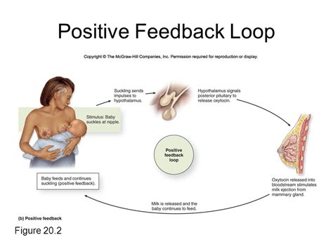 Positive Feedback Loop Endocrine System