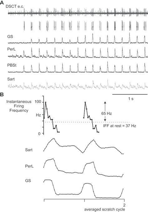 Extracellular Recording From A Dsct Neuron During Fictive Scratch A Download Scientific