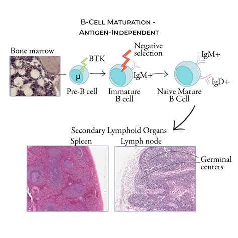 Clinical Pathology Glossary Adaptive Immunity Humoral Response