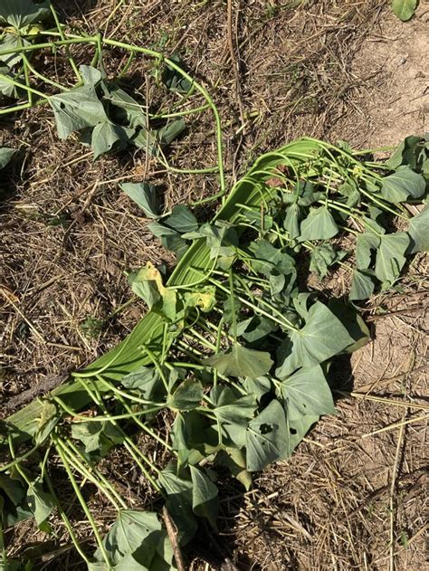 Check Out This Sweet Potato Vine Mutation Rgardening