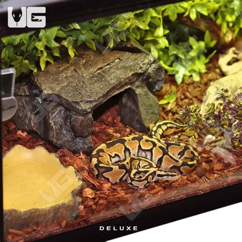 COMPLETE Baby Ball Python Setup Underground Reptiles
