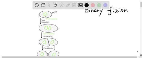 SOLVED Prokaryotic Cells Can Divide Via A Mitosis B Binary Fission C Meiosis D Both